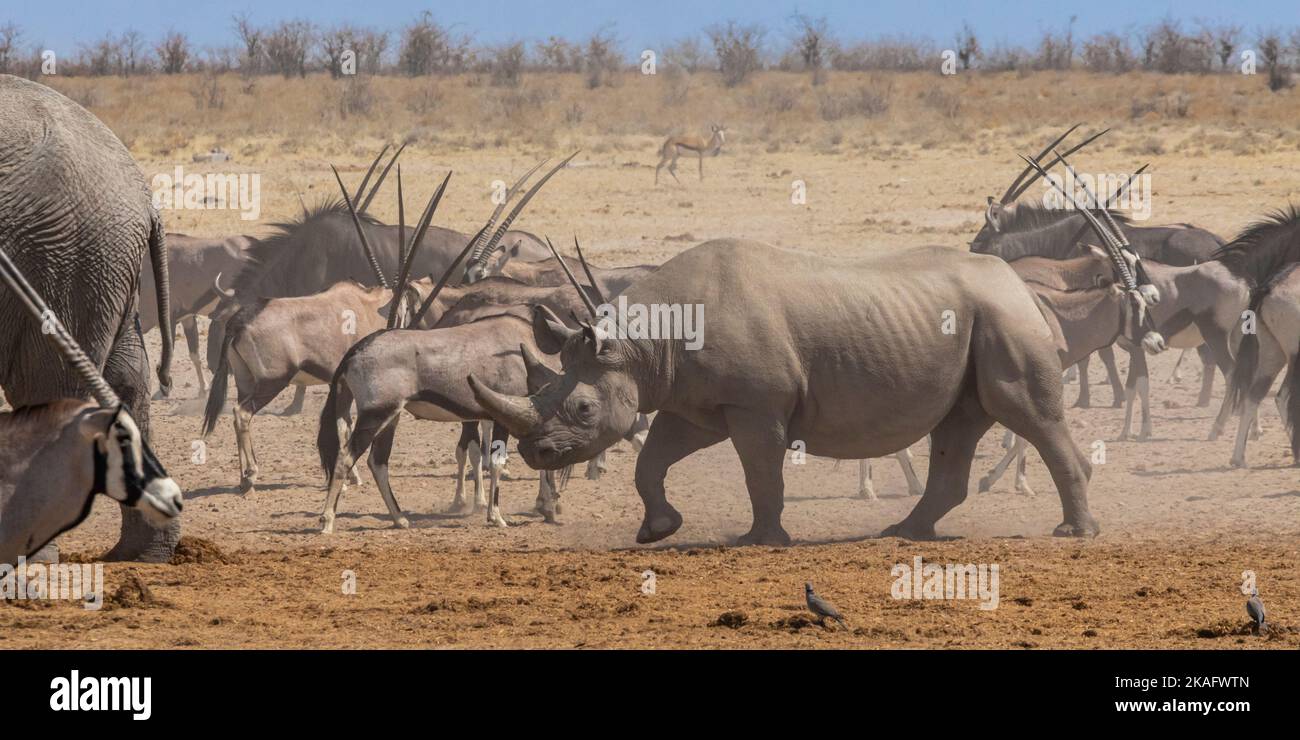 Hooked -Lipped ( black ) Rhinoceros (Diceros bicornis ) with other wild ...