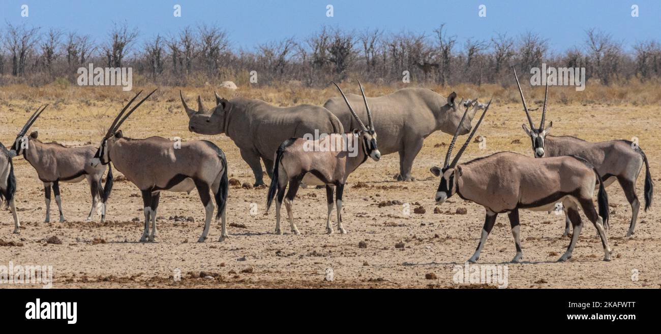 Hooked -Lipped ( black ) Rhinoceros (Diceros bicornis ) with other ...
