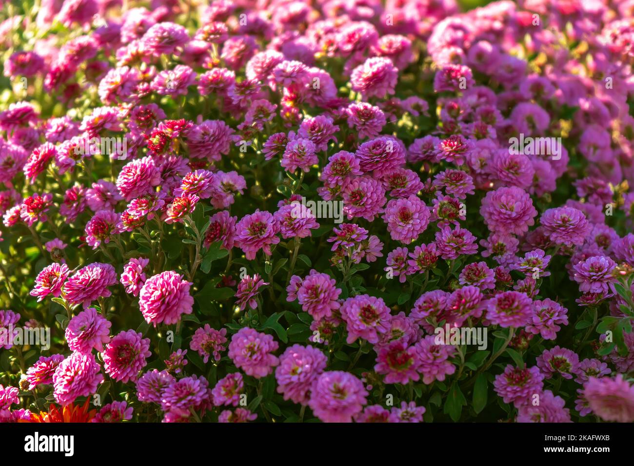 Fresh bright blooming purple chrysanthemums bushes in autumn garden ...