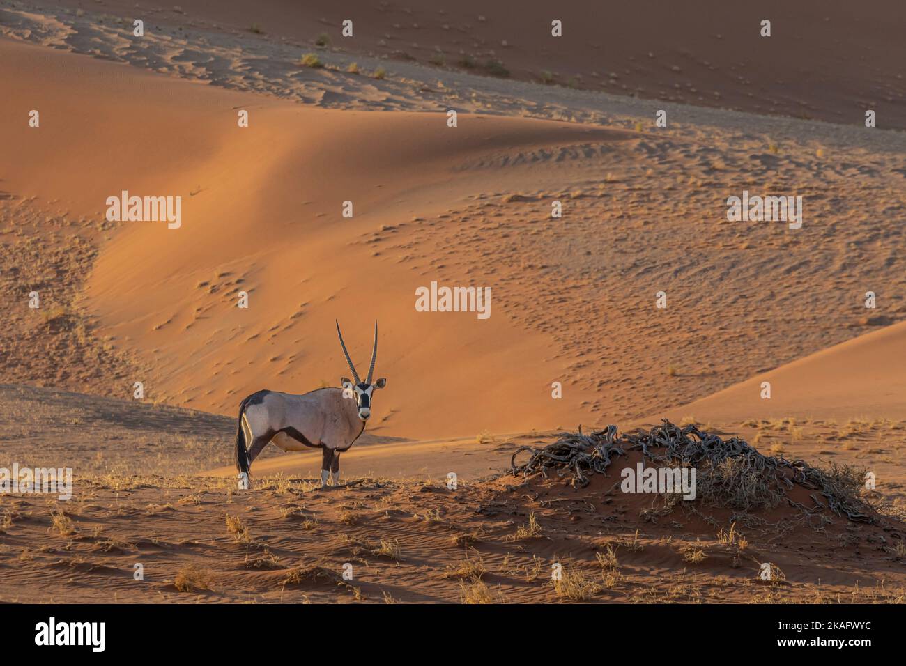 Gemsbok or South African oryx (Oryx gazella), Namibia Stock Photo - Alamy