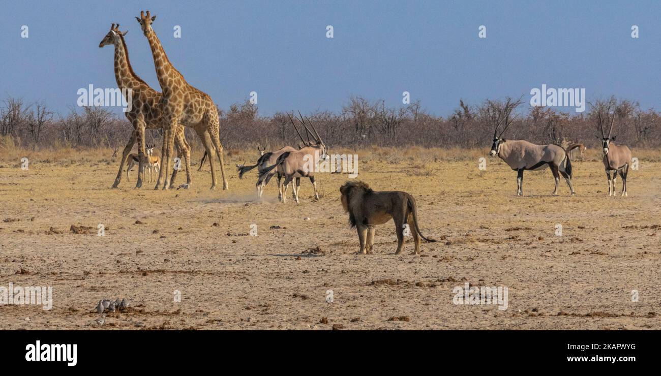 Lion hunt giraffe hi-res stock photography and images - Alamy