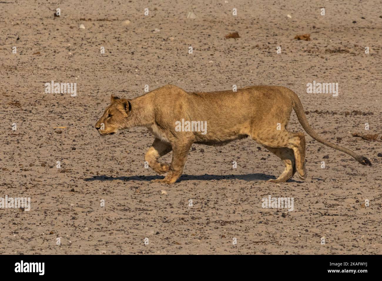 African lions in hunting hi-res stock photography and images - Alamy