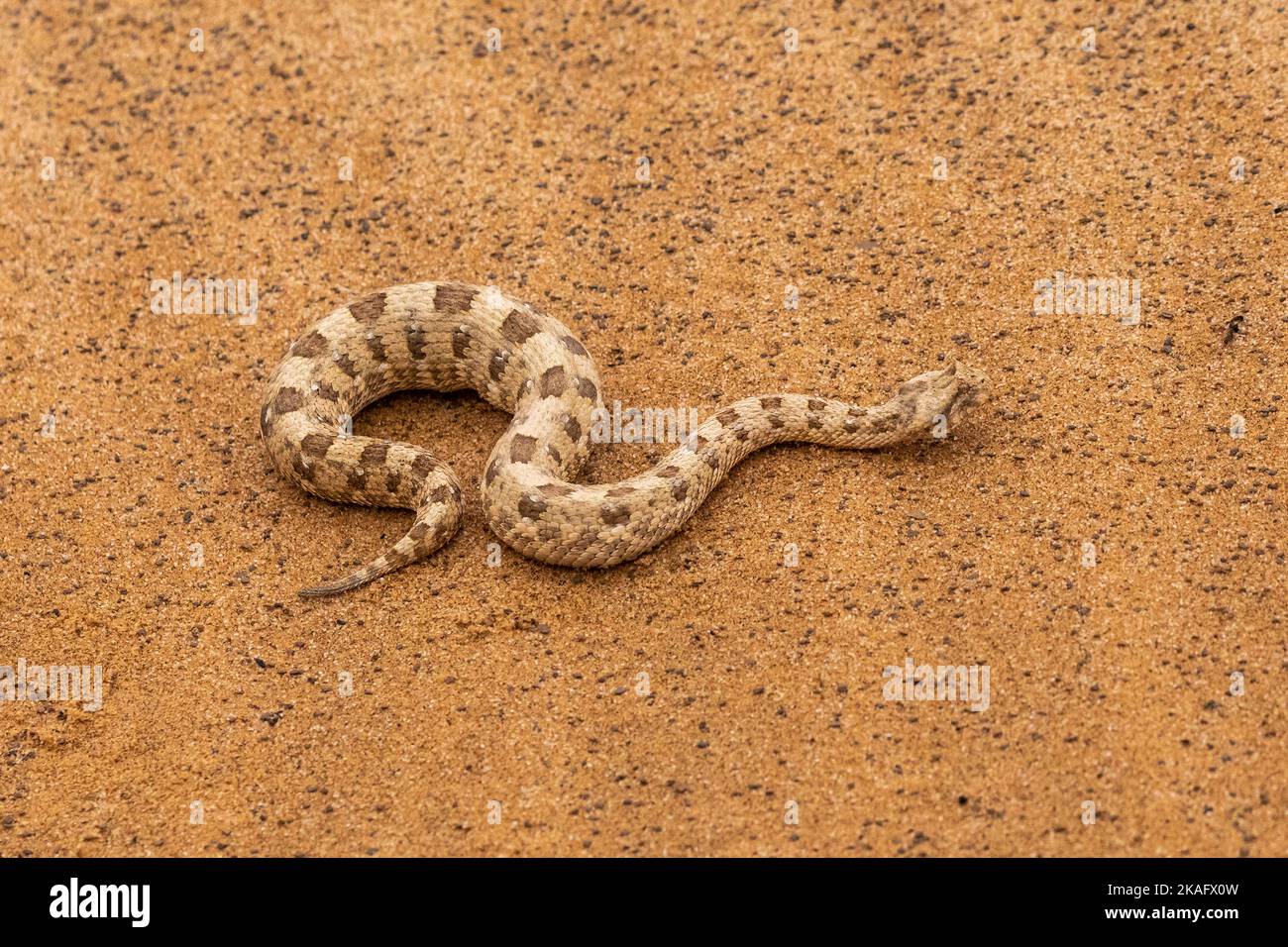 Horned adder (bitis caudalis) in the Namib desert NP, Namibia Stock ...