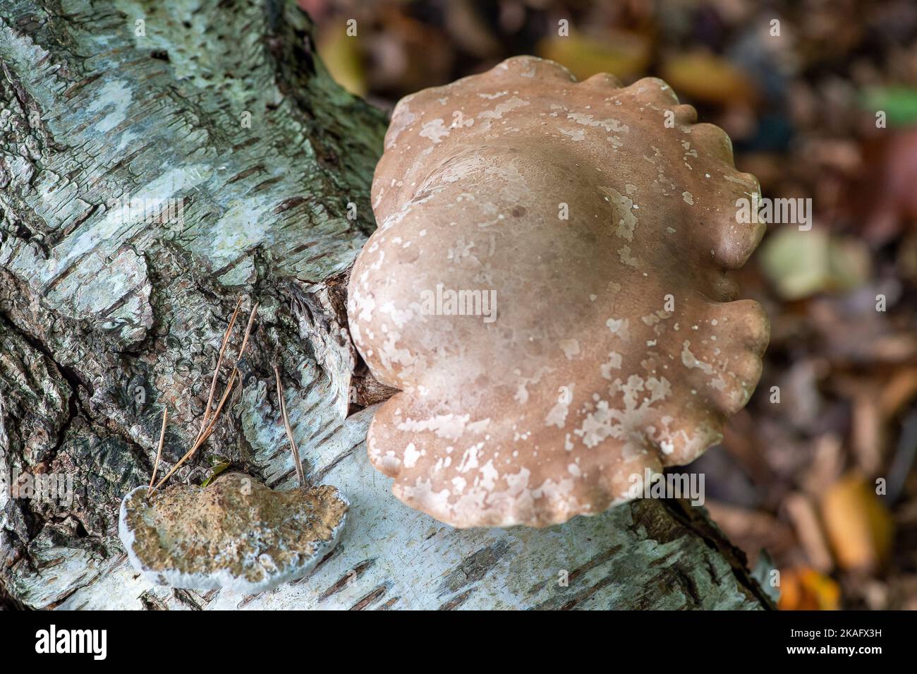 Farnham Common, UK. 2nd November, 2022. Birch polypore known as ...