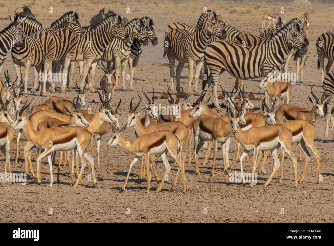 Various animals waterhole hi-res stock photography and images - Alamy