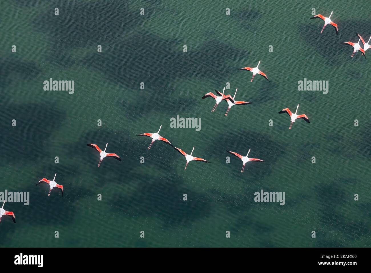Aerial view of a group of Flamingos in the Namib Desert, Namibia Stock ...