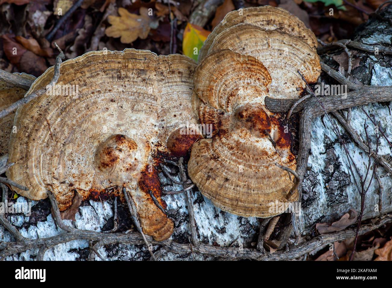 Farnham Common, UK. 2nd November, 2022. Fungi growing on the woodland ...
