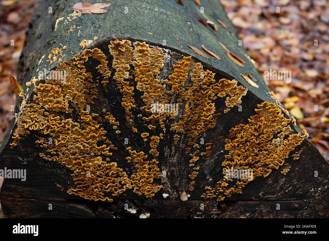 Farnham Common, UK. 2nd November, 2022. Fungi growing on the woodland ...