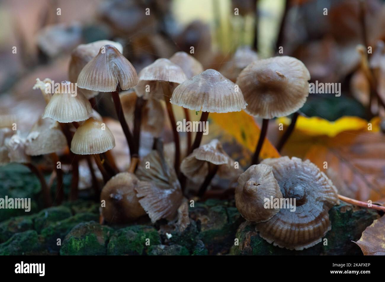 Farnham Common, UK. 2nd November, 2022. Fungi growing on the woodland ...
