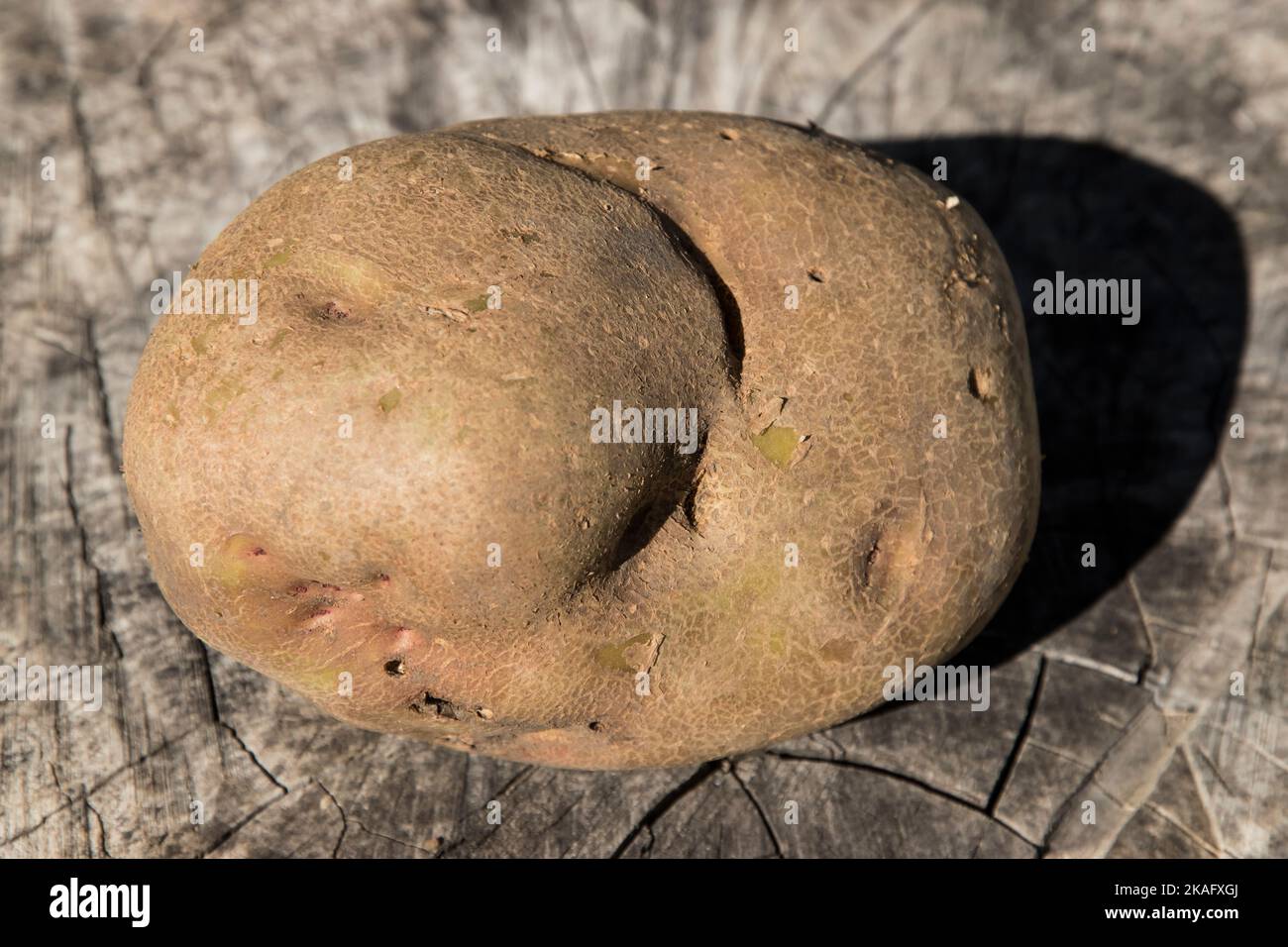 Fresh whole bio organic big potato closeup as food background Stock ...