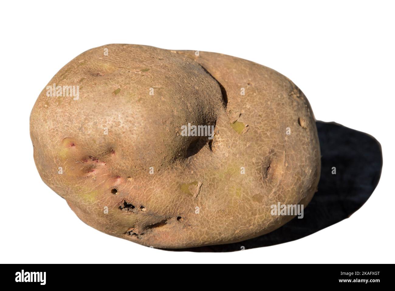 Fresh whole bio organic big potato closeup isolated on white background ...