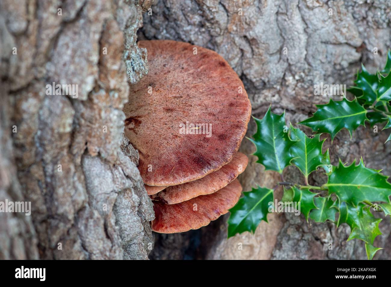 Farnham Common, UK. 2nd November, 2022. Fungi growing on the woodland ...