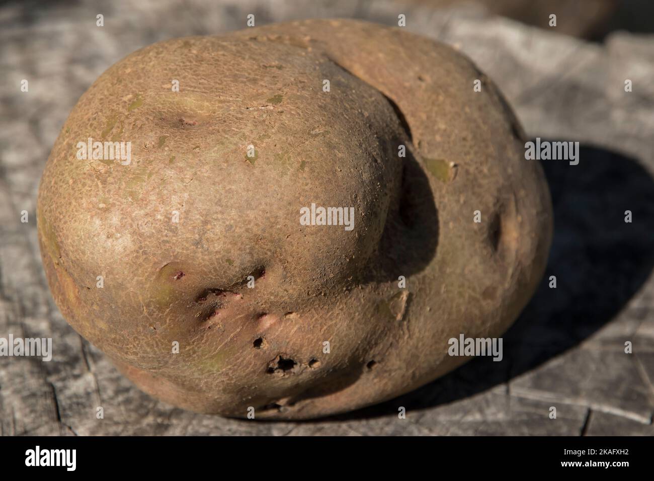 Fresh whole bio organic big potato closeup as food background Stock ...