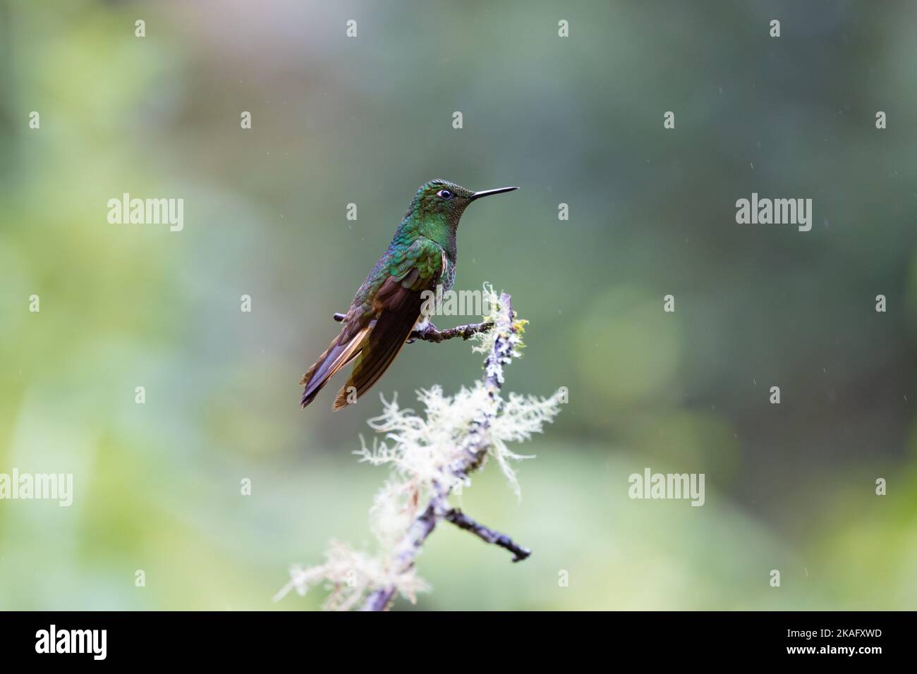 Portrait of a Hummingbird Stock Photo - Alamy