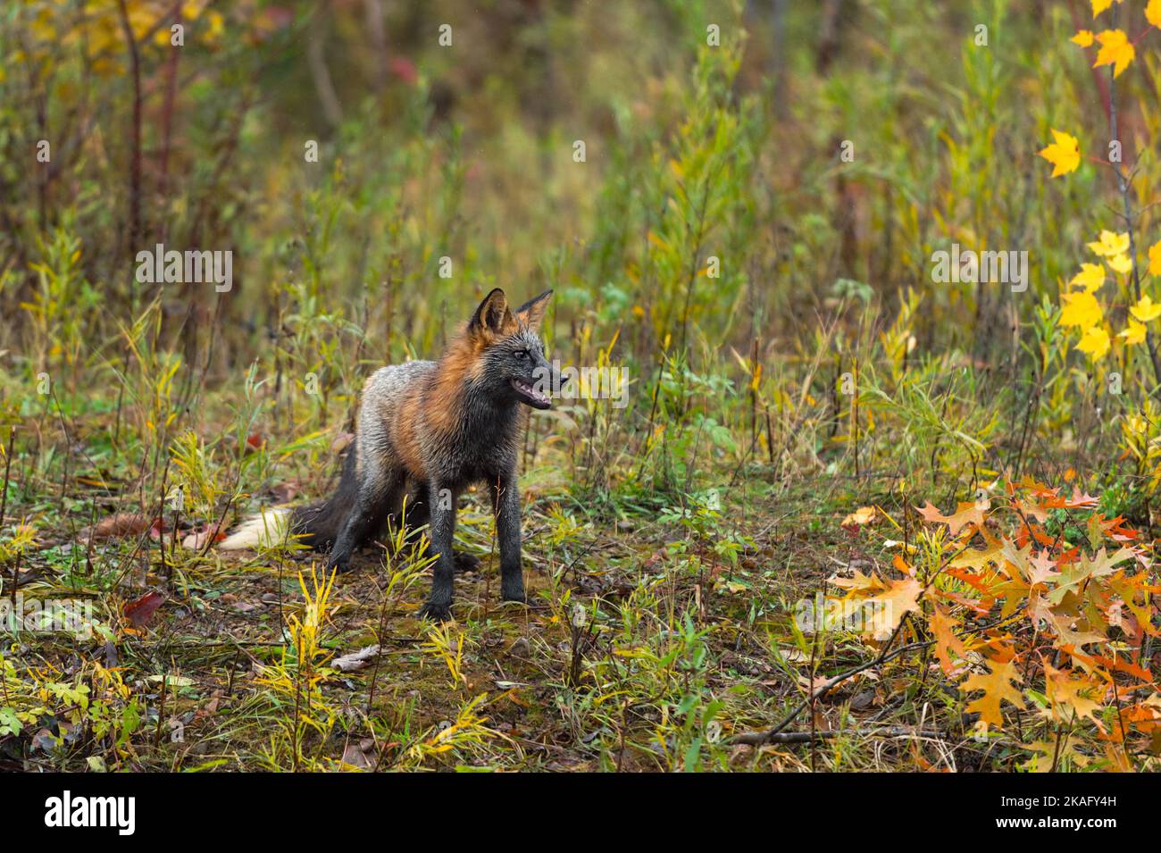 Cross Fox (Vulpes vulpes) Looks Right Mouth Open on Damp Island Autumn ...