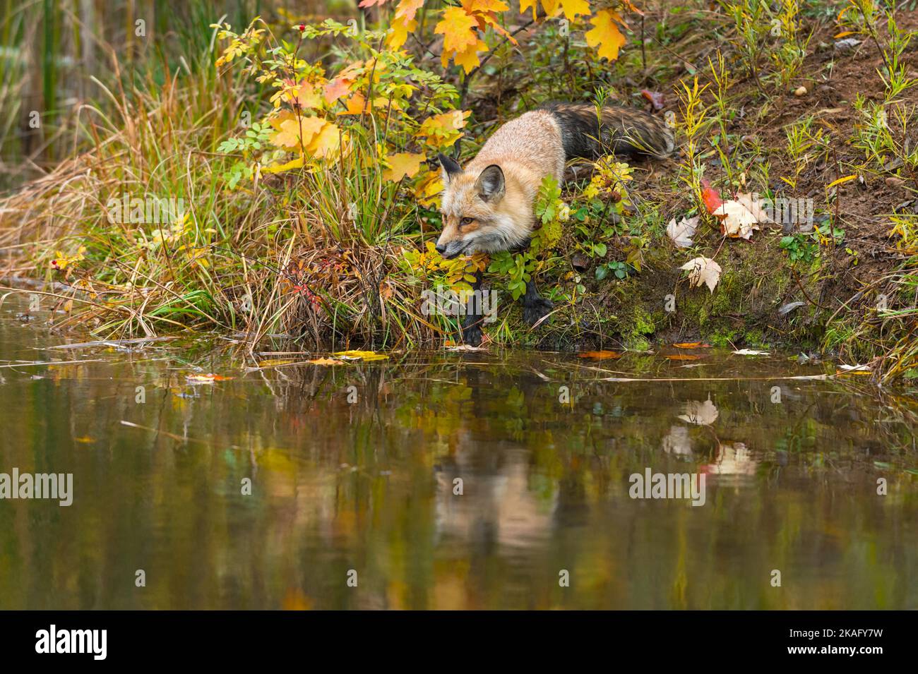 Red Fox (Vulpes vulpes) Tip of Tongue Out Reflected in Water Autumn ...