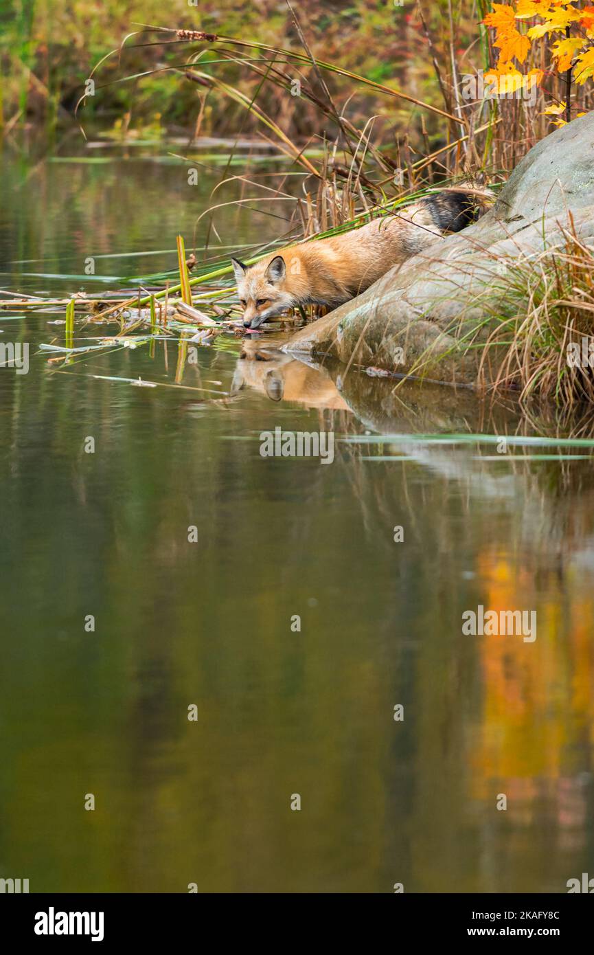 Red Fox (Vulpes vulpes) Drinks From Pond Reflected Autumn - captive ...