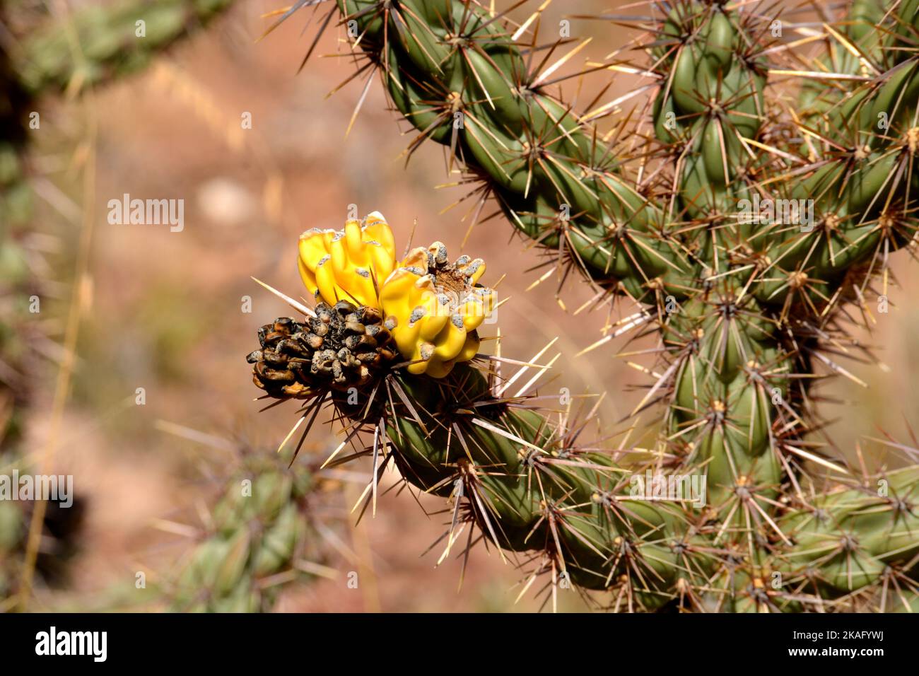 A cholla cactus in Santa Fe, New Mexico Stock Photo - Alamy