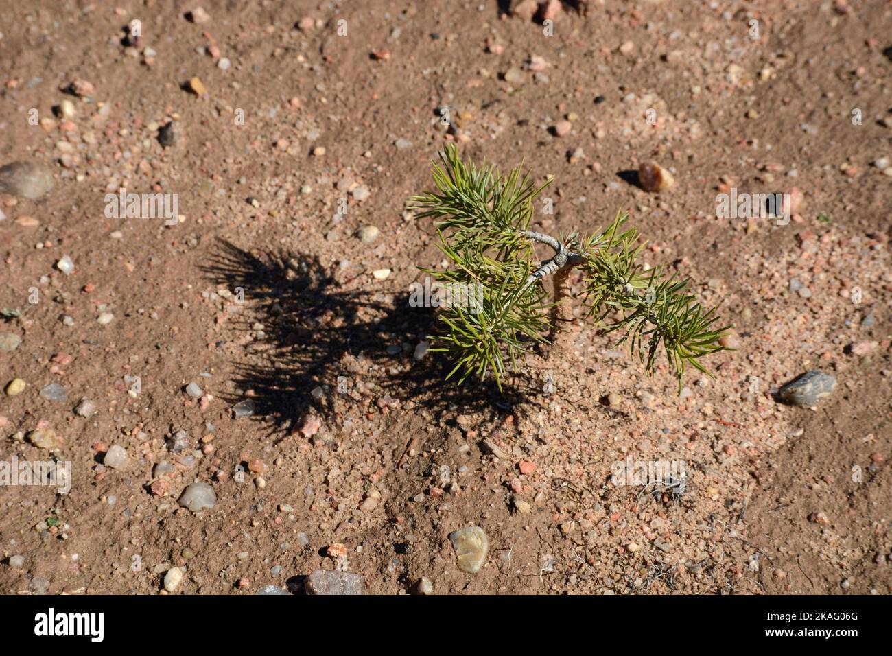 A pinon tree seedling takes root along a an abandoned road in Santa Fe ...