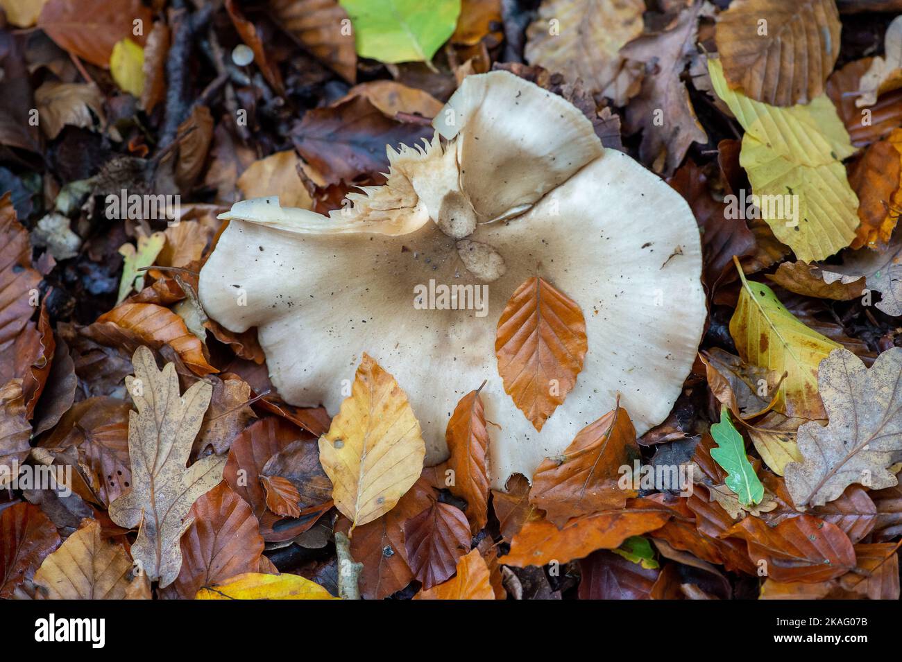 Farnham Common, UK. 2nd November, 2022. Fungi growing on the woodland ...