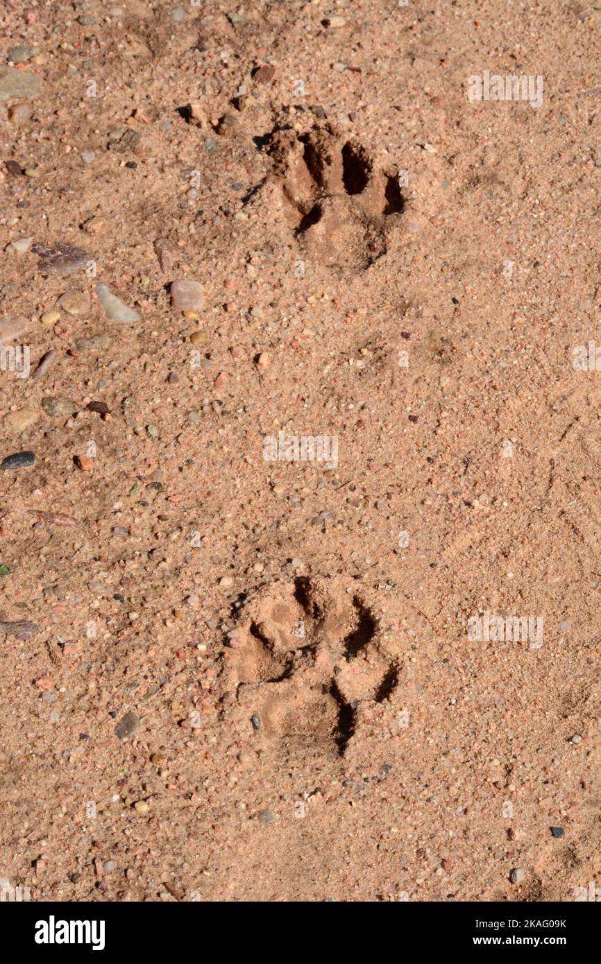 Dog footprints left in mud along a nature train in Santa Fe, New Mexico ...