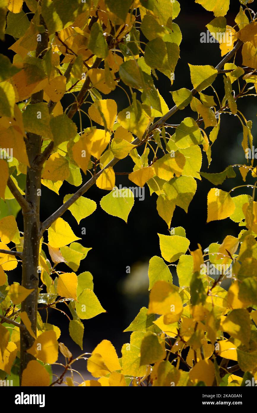 Aspen tree leaves turning yellow in early autumn in Santa Fe, New ...