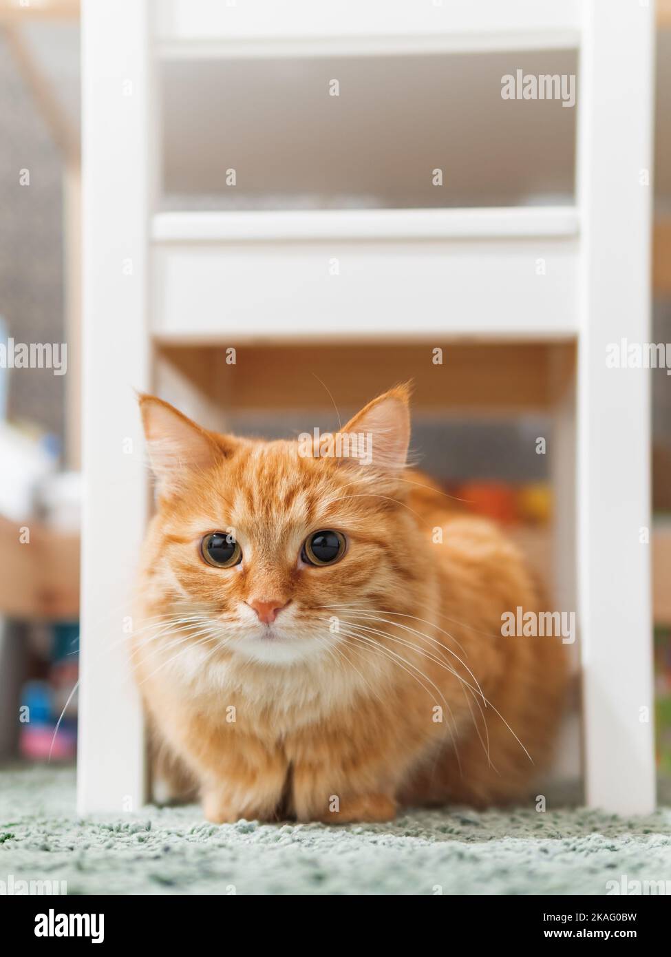 Cute ginger cat is hiding under kid's chair. Fluffy pet in children's ...