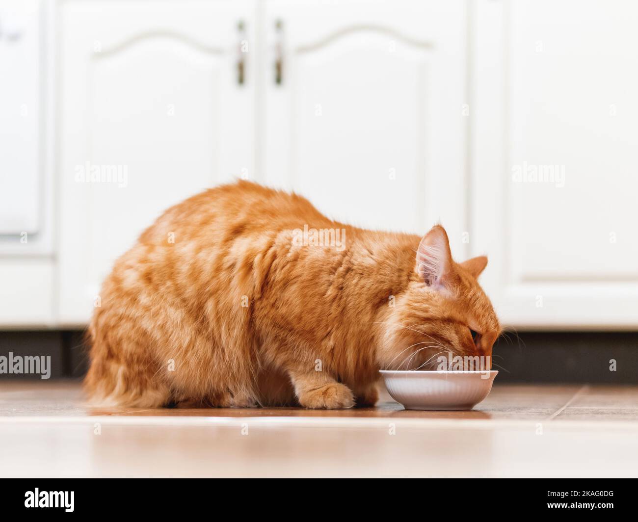 Ginger cute fluffy cat hi-res stock photography and images - Alamy