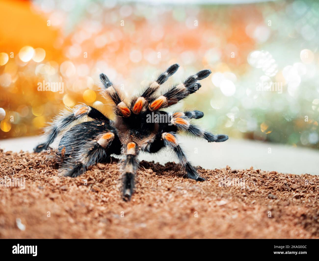 Tarantula spider. Dangerous insect in a special terrarium Stock Photo ...