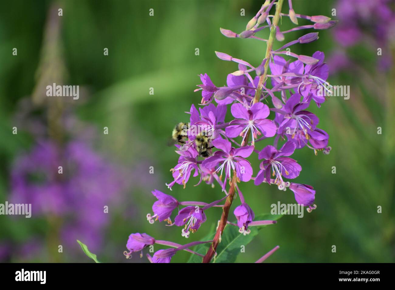Bees at work hi-res stock photography and images - Alamy