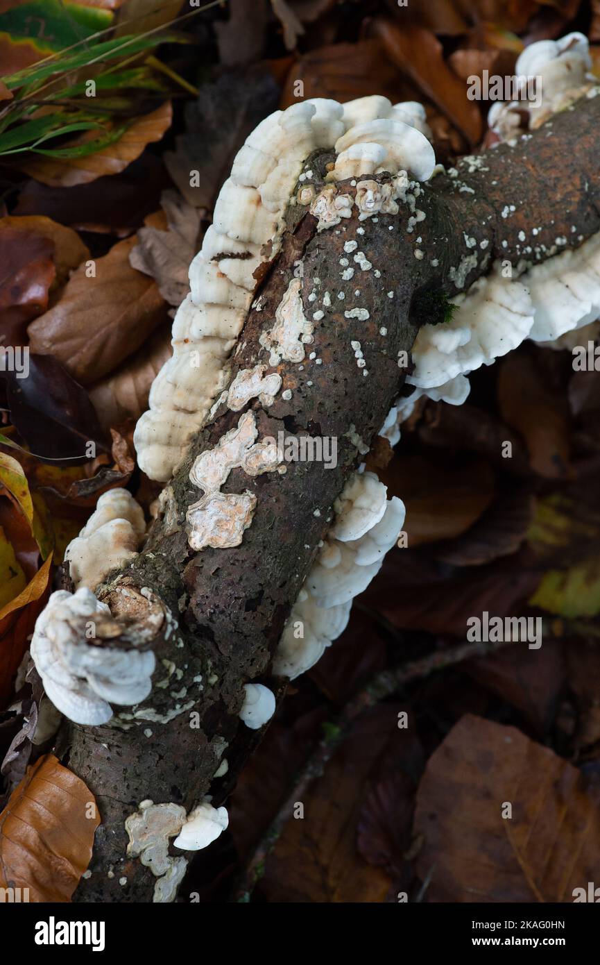 Farnham Common, UK. 2nd November, 2022. Fungi growing on the woodland ...