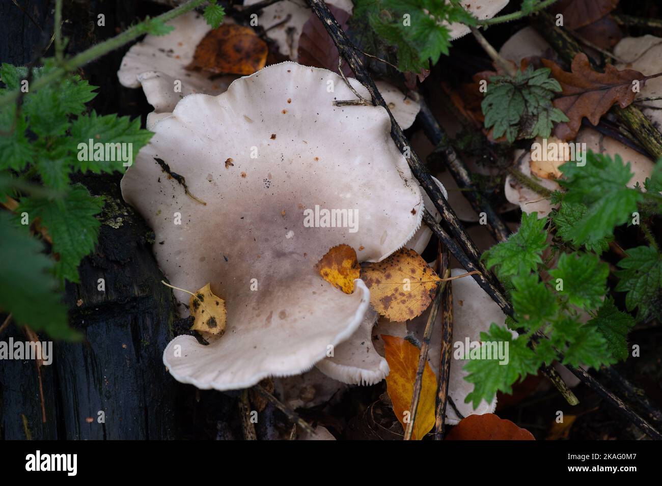 Farnham Common, UK. 2nd November, 2022. Fungi growing on the woodland ...