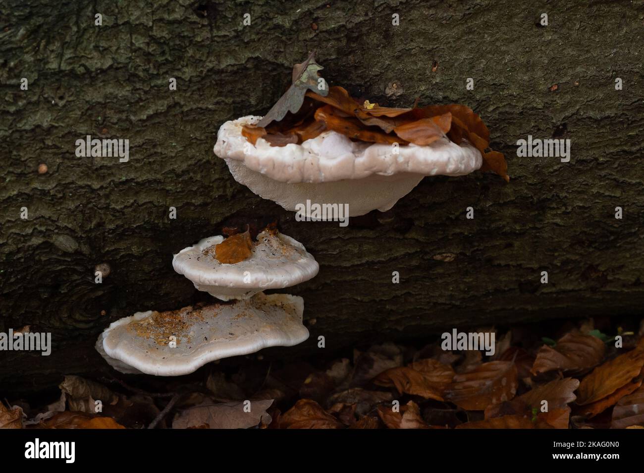 Farnham Common, UK. 2nd November, 2022. Fungi growing on the woodland ...