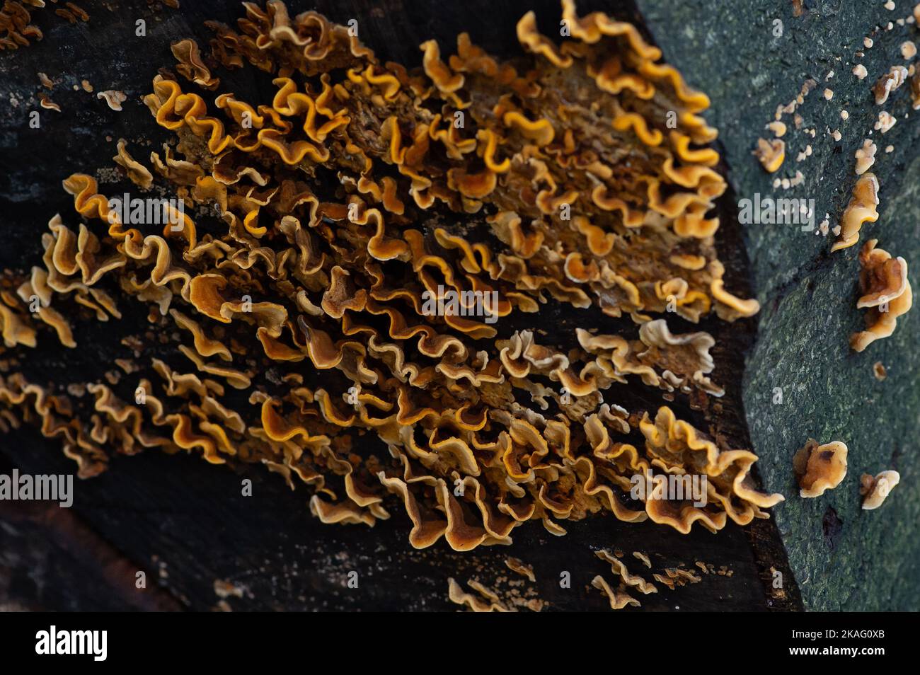 Farnham Common, UK. 2nd November, 2022. Fungi growing on the woodland ...