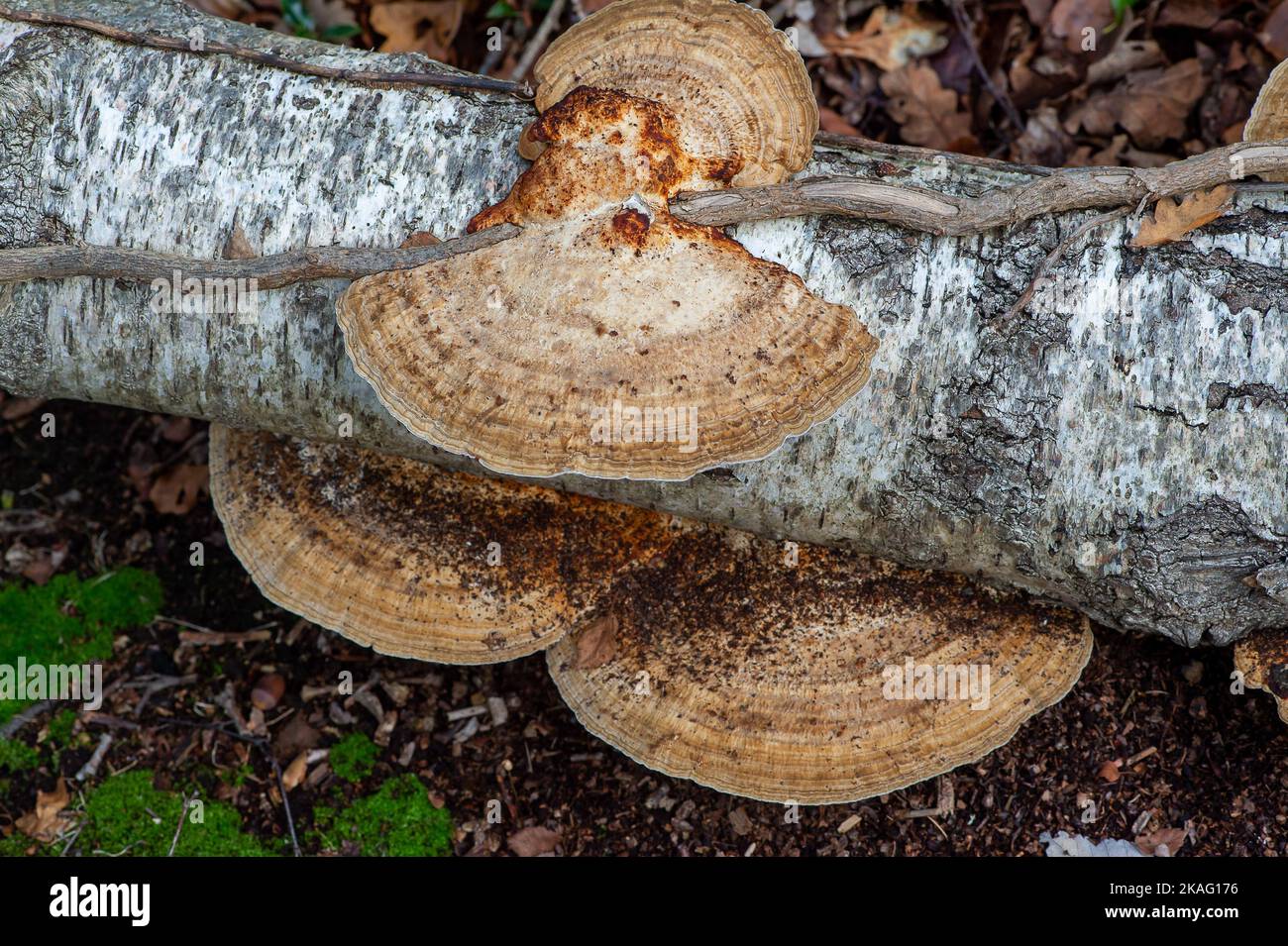 Farnham Common, UK. 2nd November, 2022. Fungi growing on the woodland ...