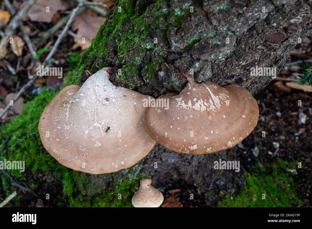Farnham Common, UK. 2nd November, 2022. Birch polypore known as ...