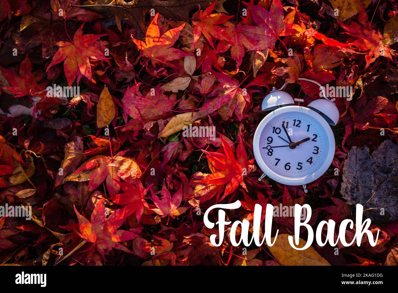Fall Back text Daylight Saving Time vivid red autumn leaves background ...