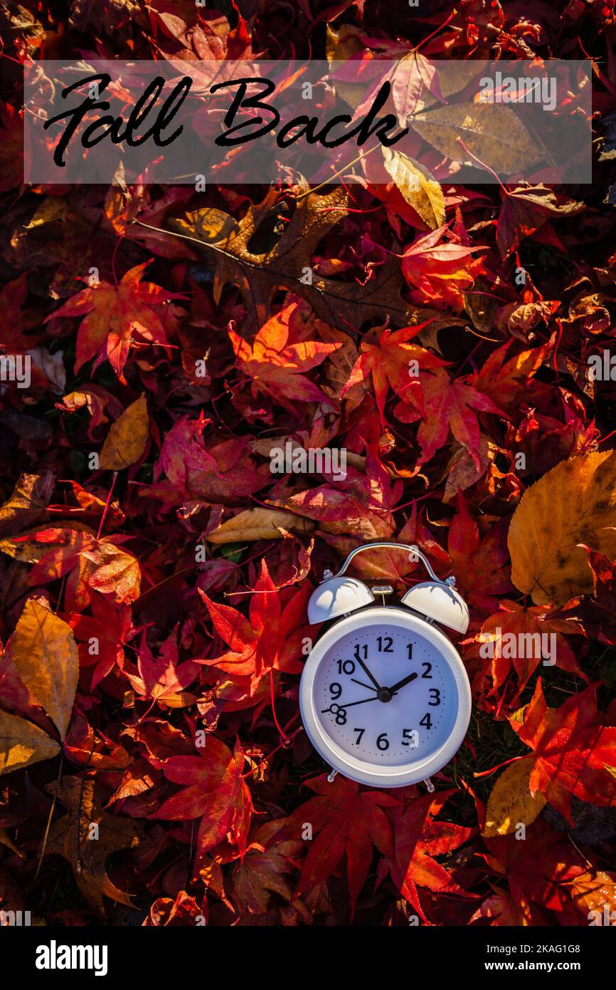 Fall Back text Daylight Saving Time vivid red autumn leaves background ...