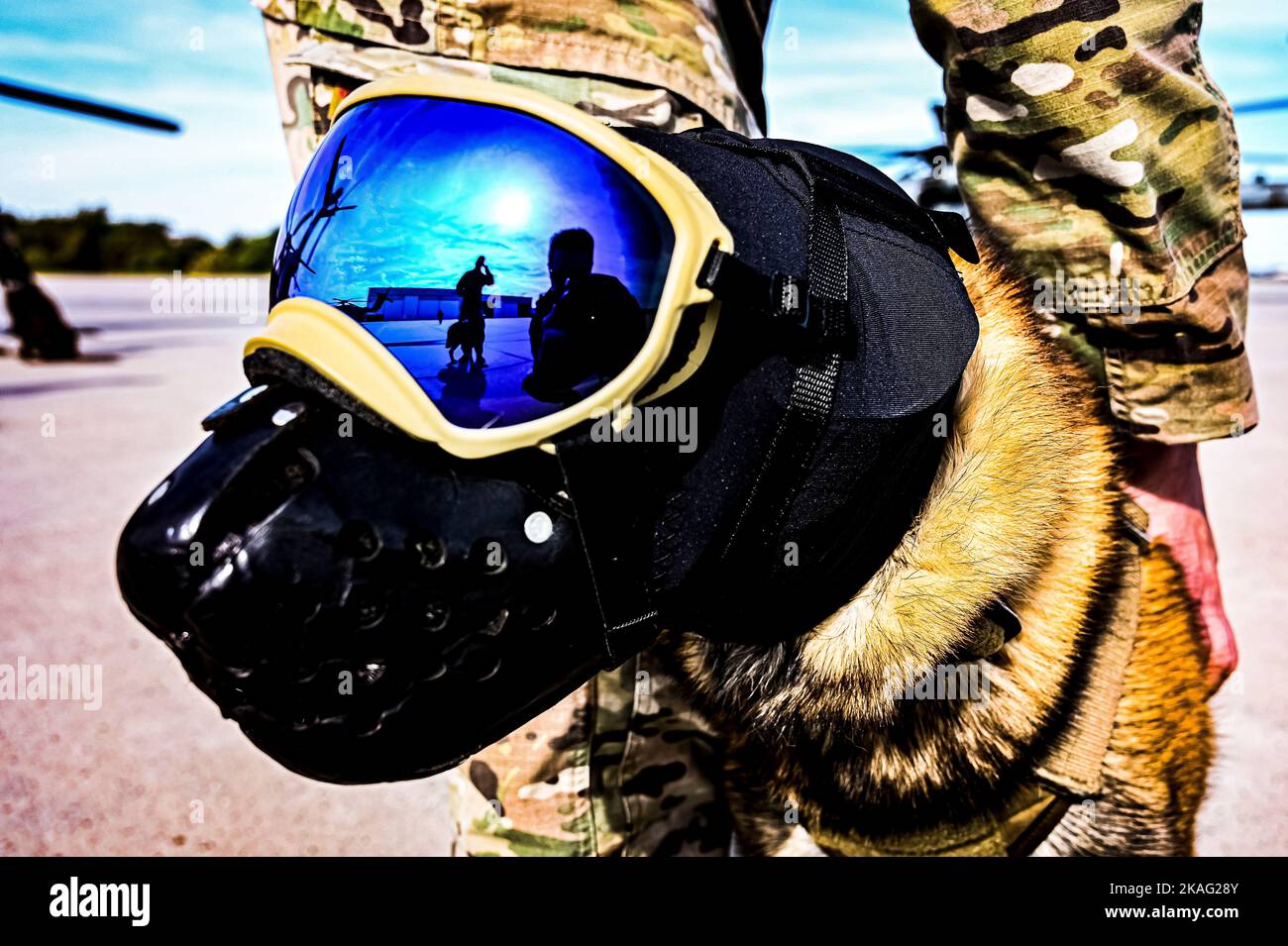 A Military Working Dog assigned to the 87th Security Forces Squadron ...