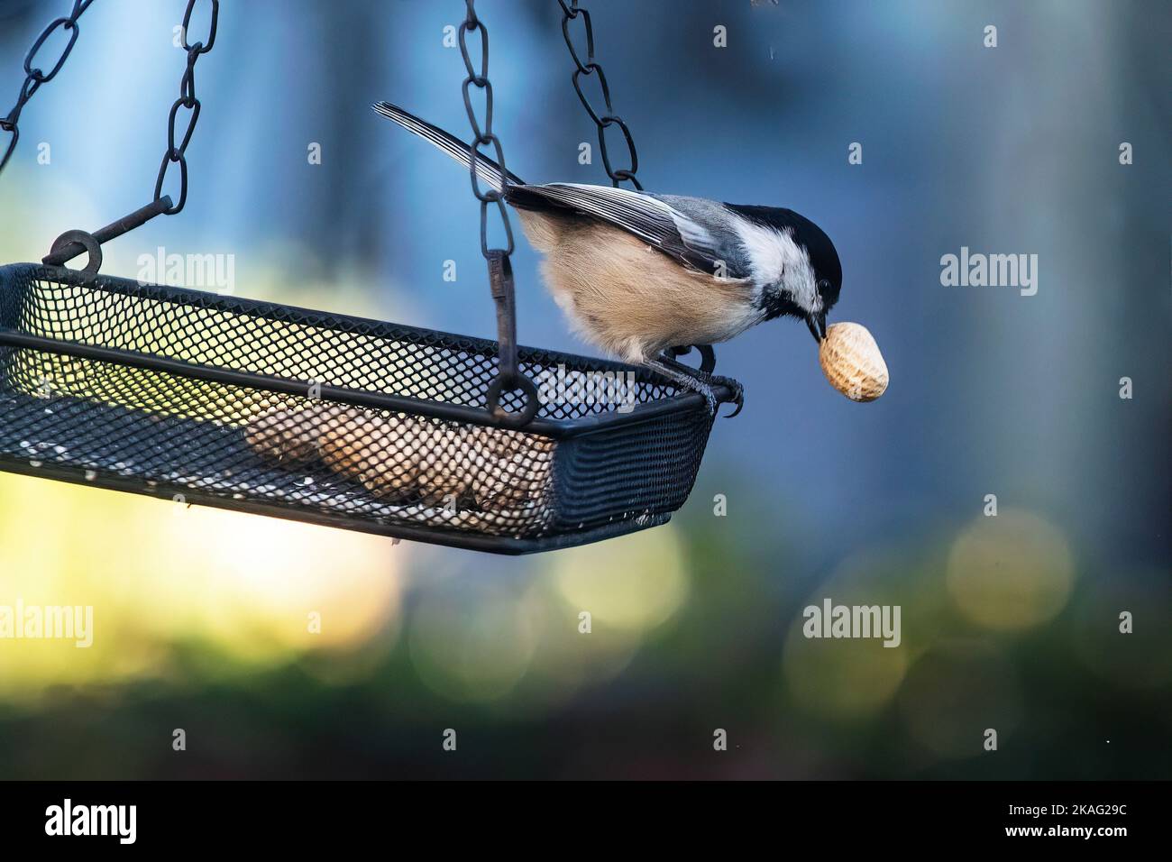 Black capped chickadees hi-res stock photography and images - Alamy