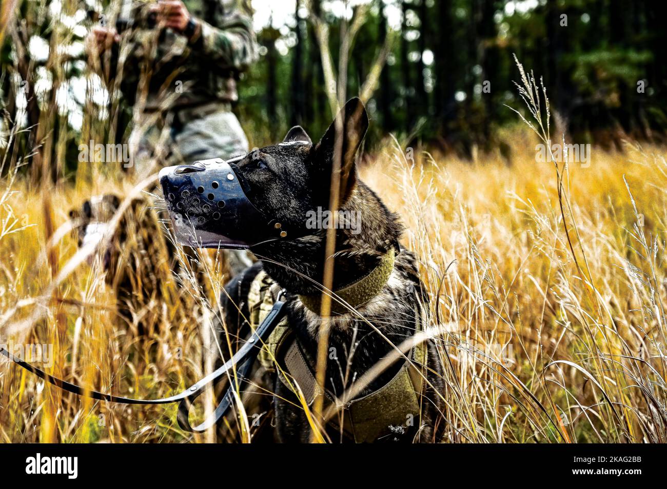 A Military Working Dog assigned to the 87th Security Forces Squadron ...