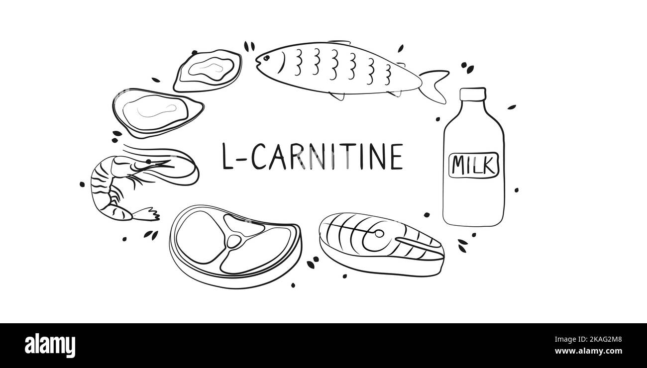 L-carnitine-containing food. Groups of healthy products containing ...