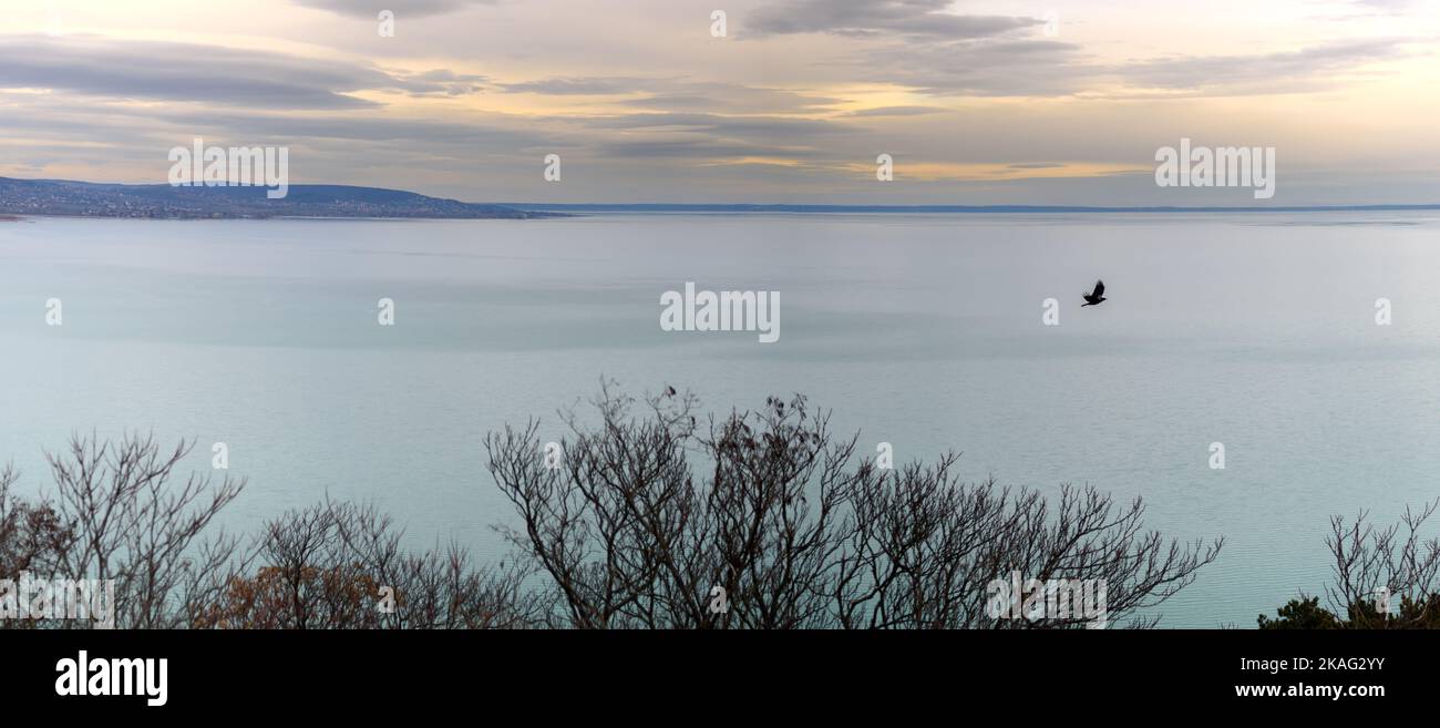 Bird fly over the frozen blue lake. Color wildlife landscape photo of ...
