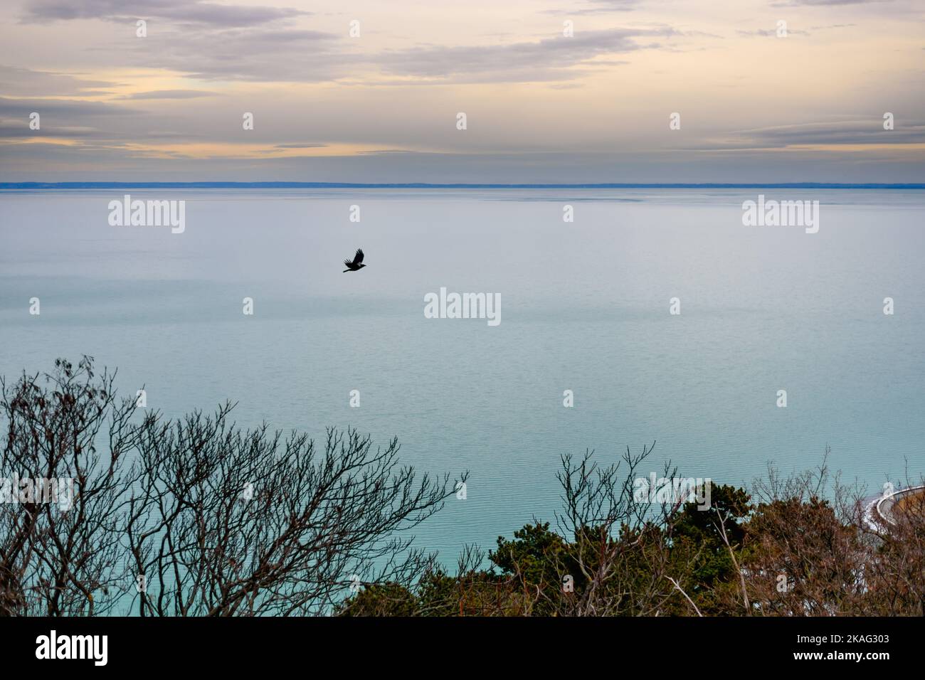 Bird fly over the frozen blue lake. Color wildlife landscape photo of ...