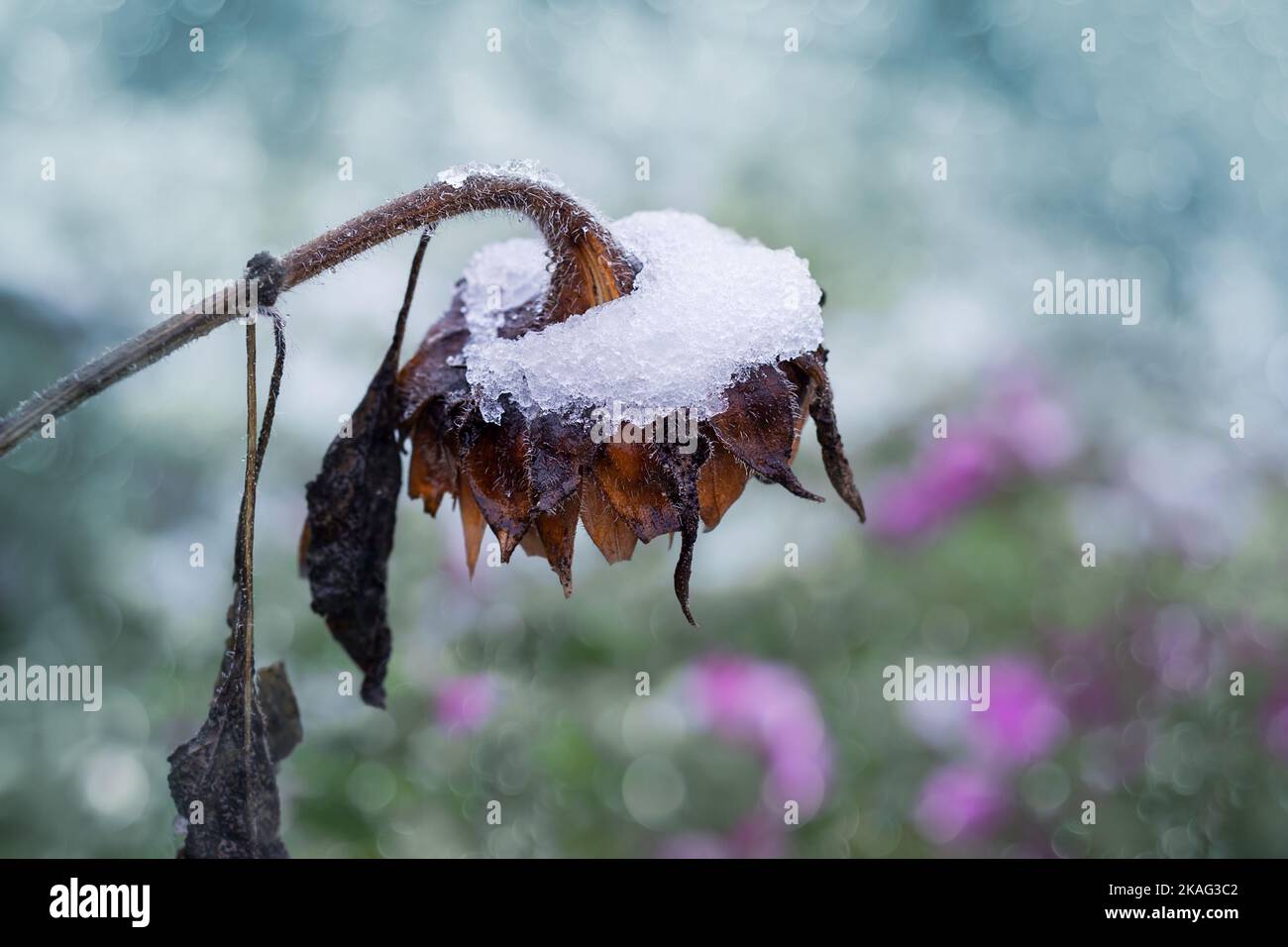 The first snow on a frozen sunflower Stock Photo - Alamy