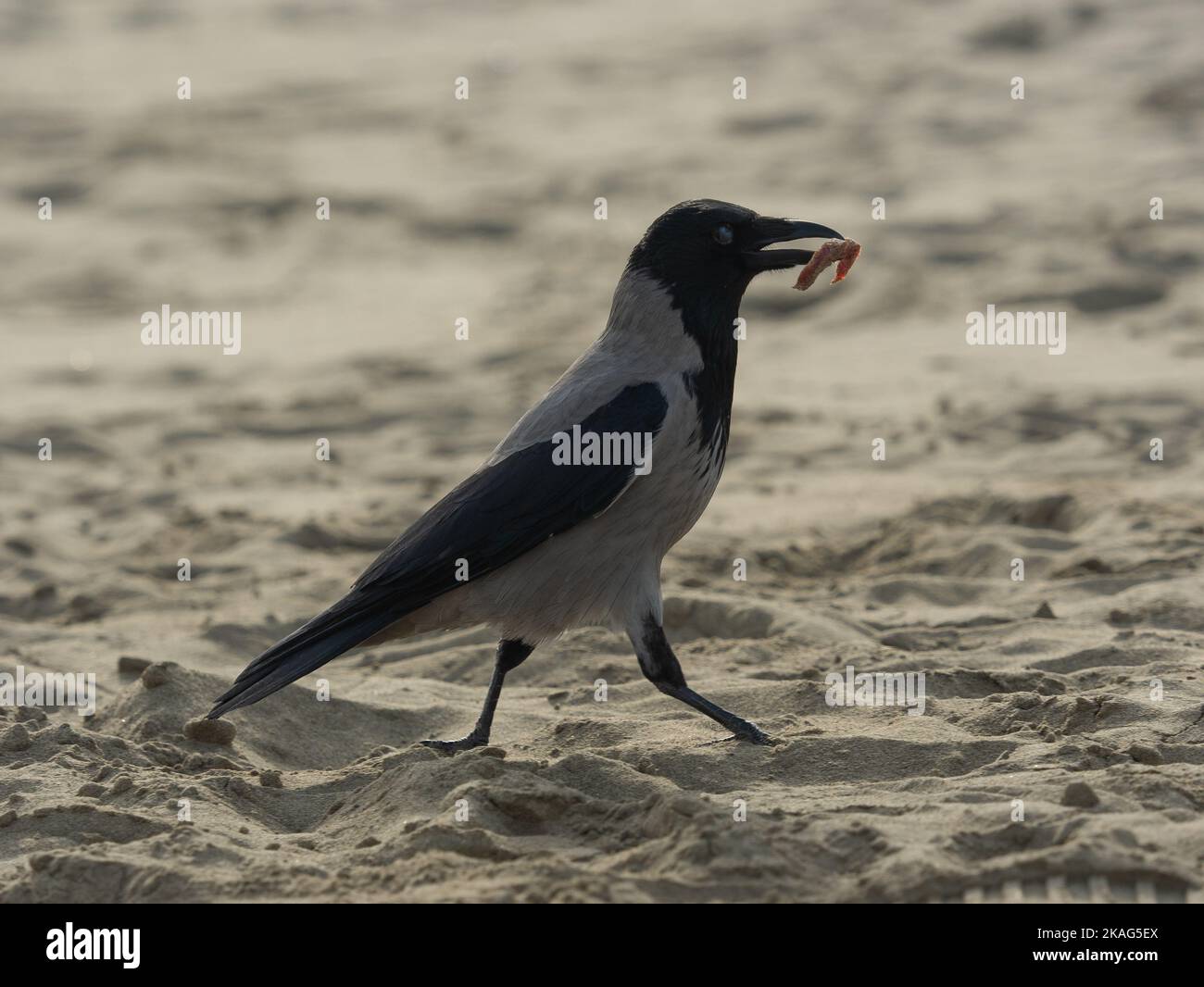 hooded crow walks on the sand of the beach in search of food with a ...