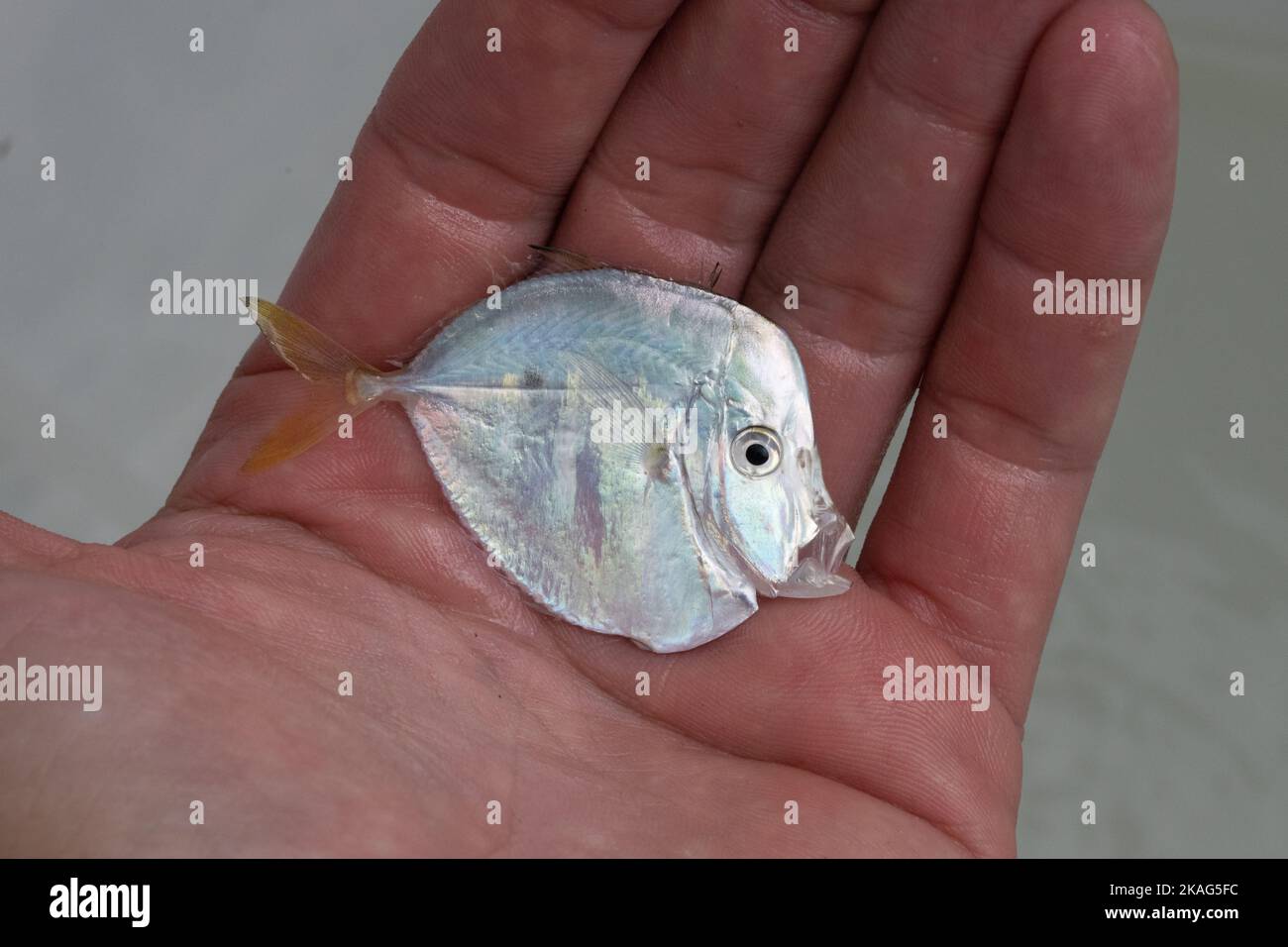 Juvenile fish hi-res stock photography and images - Alamy