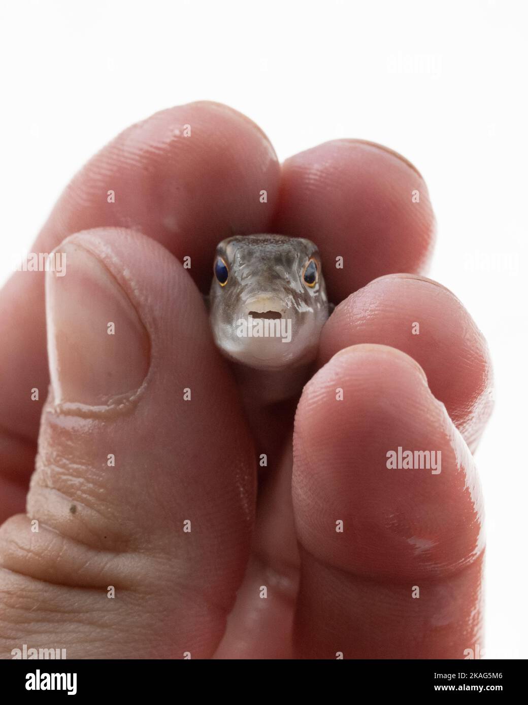 A juvenile puffer fish Stock Photo - Alamy