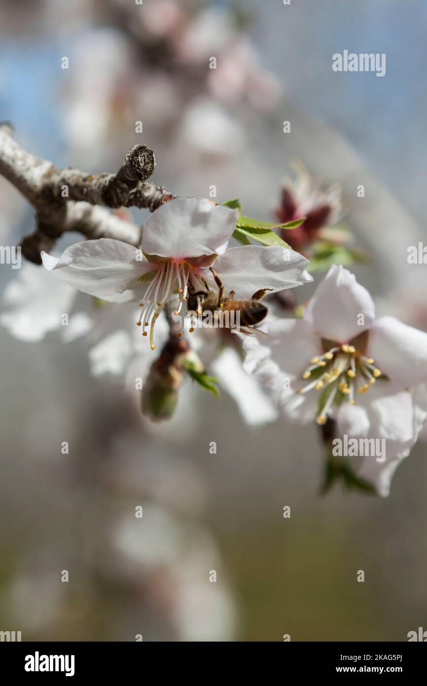 Almond orchard production hi-res stock photography and images - Alamy