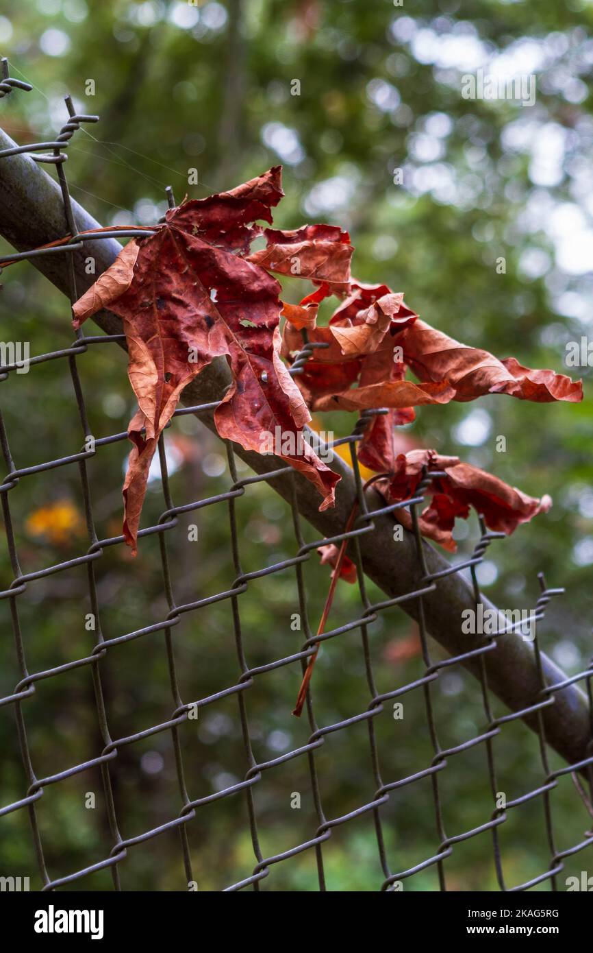 Three dried brown autumn Maple leaves caught on top of a chain link ...